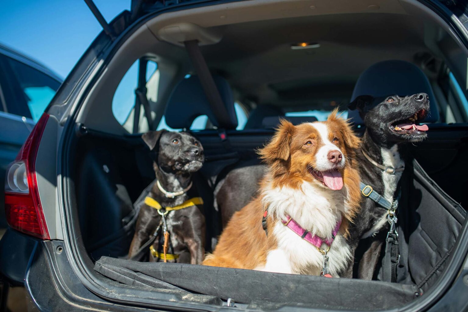Chien En Voiture